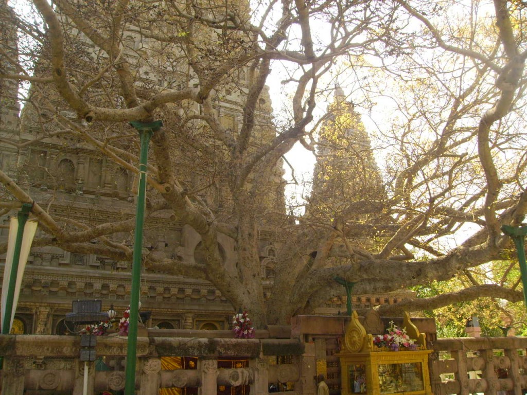 Annual Phowa Course in Bodhgaya